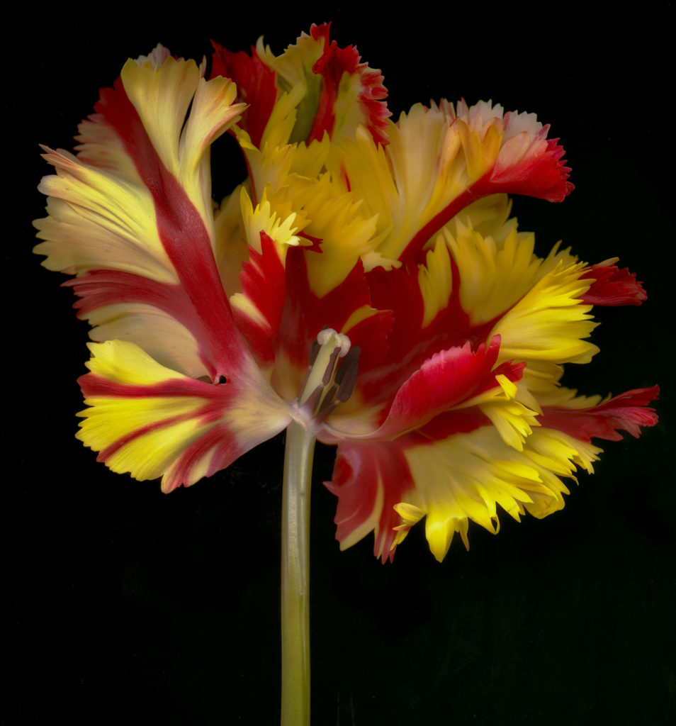 Ghost Flowers N°5 - Katherine Maginnis